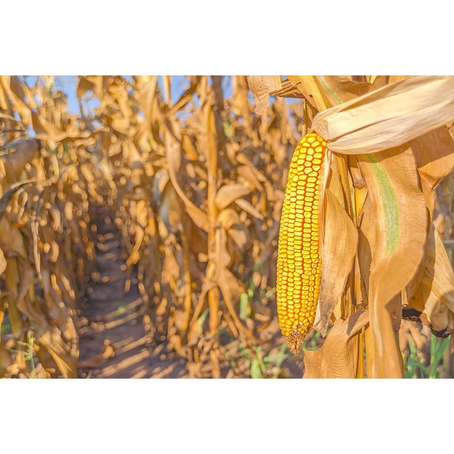 TLS 350 Seeds Yellow Dent Corn Kernels Grain Corn Seeds Field Corn for ...