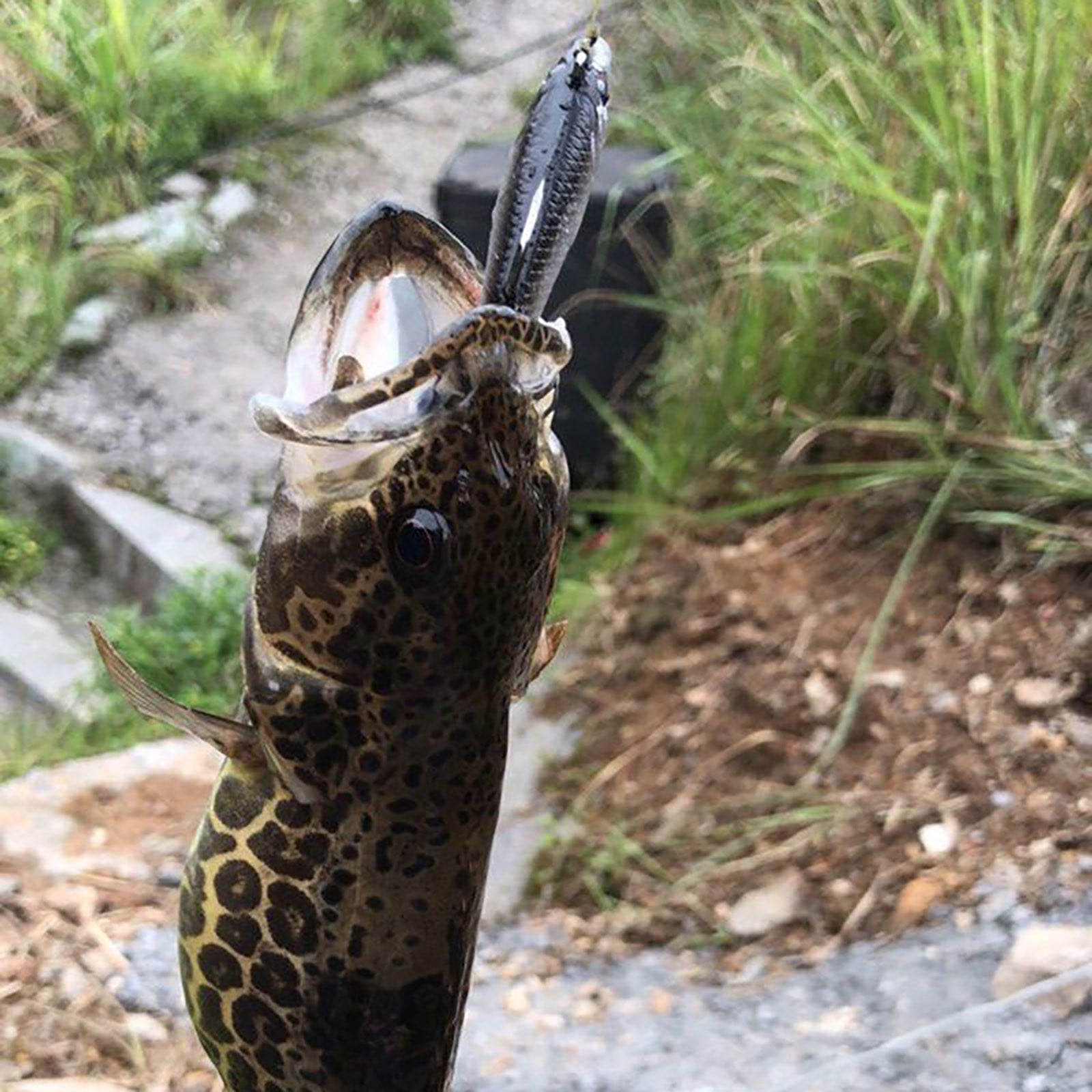 TOOPOOT 20PCS Pro-Grade Sinking Jigs: Pre-Rigged Shad Minnow Swimbaits ...