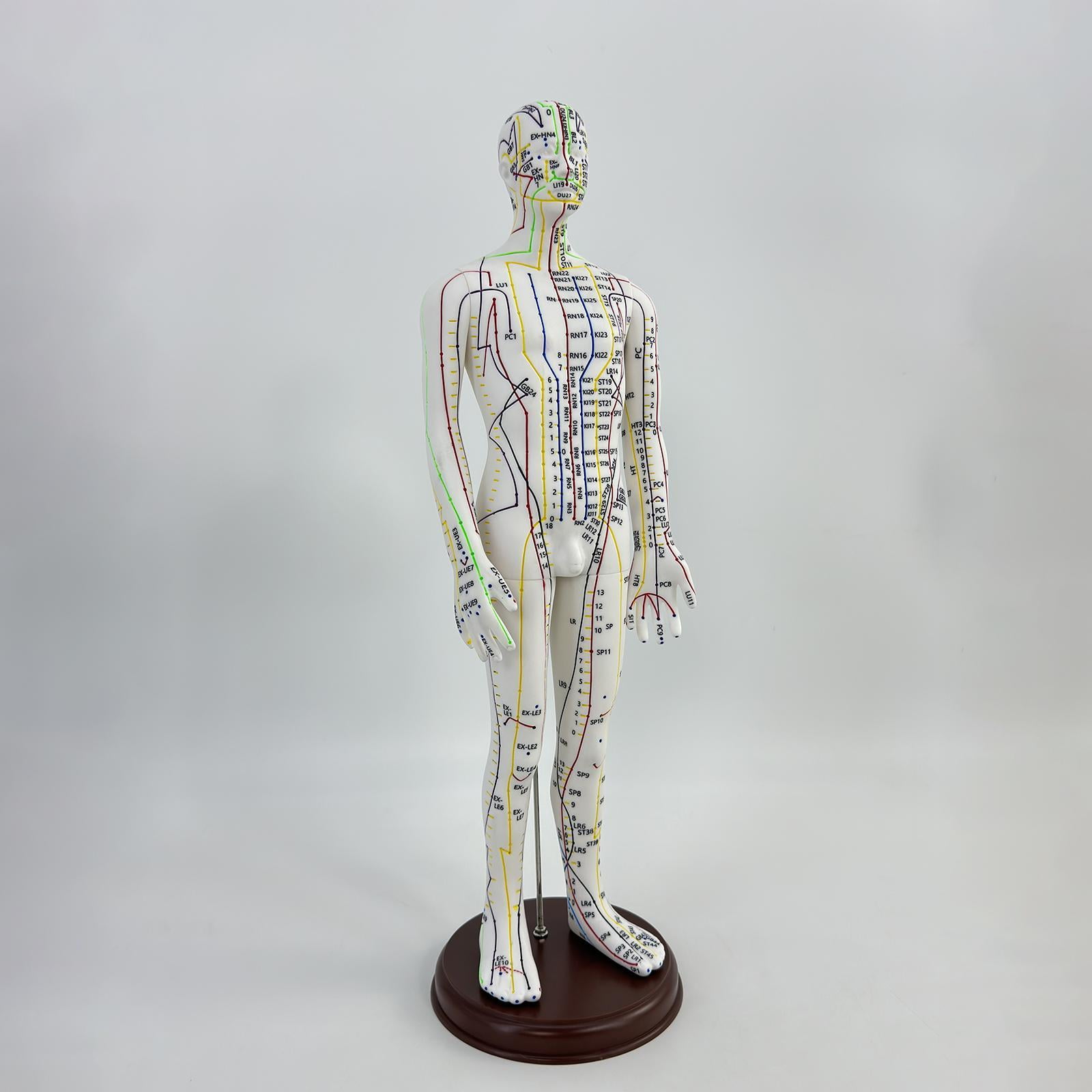 TOOYFUL 21.2inch Tall Acupuncture Model Teaching Aid for Professionals ...