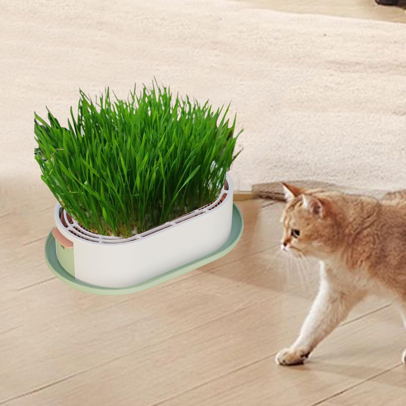 TOOYFUL Cat Grass Germination Starter Planter 19x12x4cm Hydroponic ...
