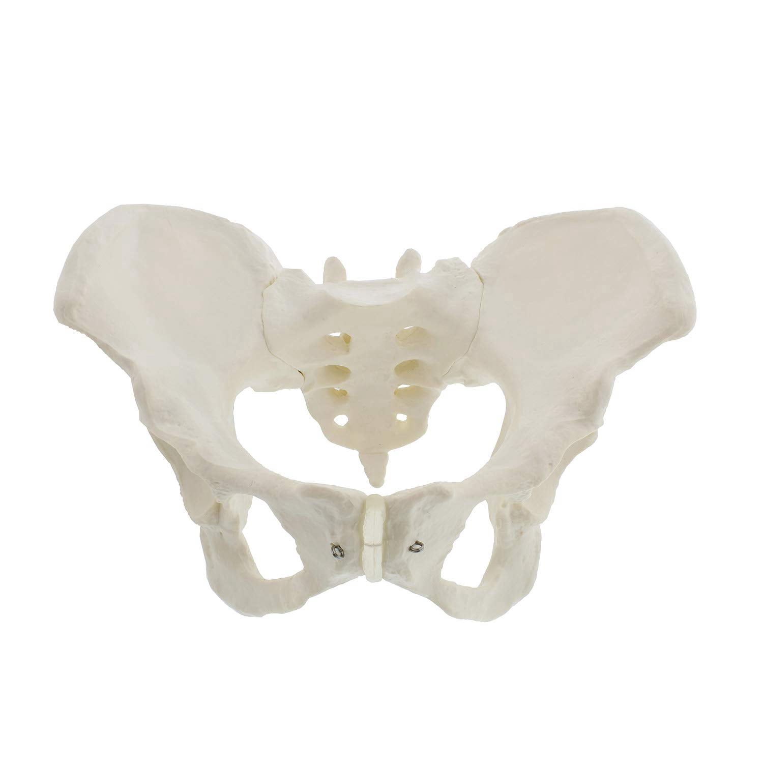 TOP! Life Size Female Pelvis Model, Hip Model - Anatomy Bone Pelvic ...
