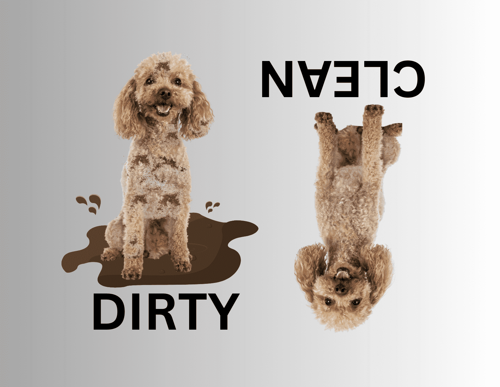 TOY POODLE Clean Dirty Dishwasher Flexible Magnet - Walmart.com