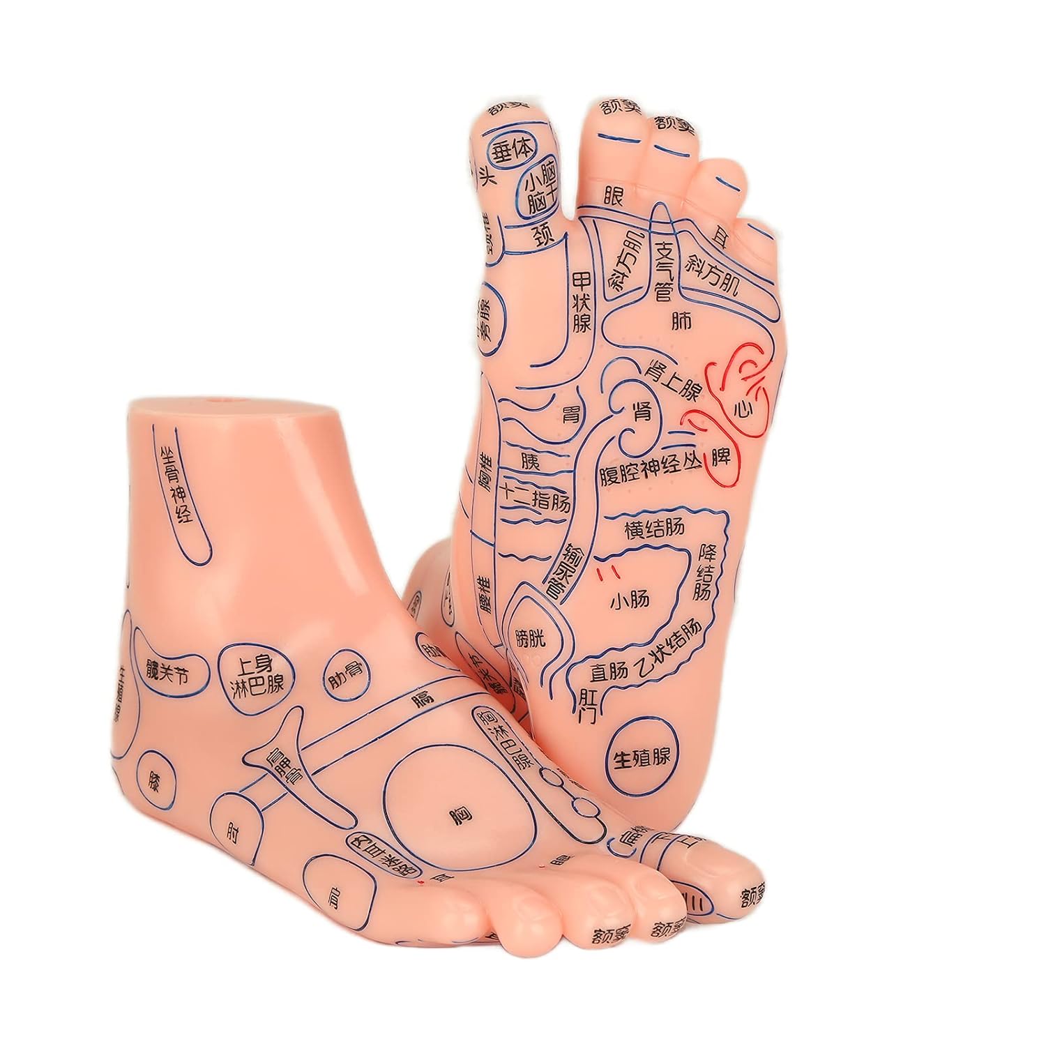 TRAHOO-Foot Acupuncture Model, Human Feet Acupoint Teaching Aids ...