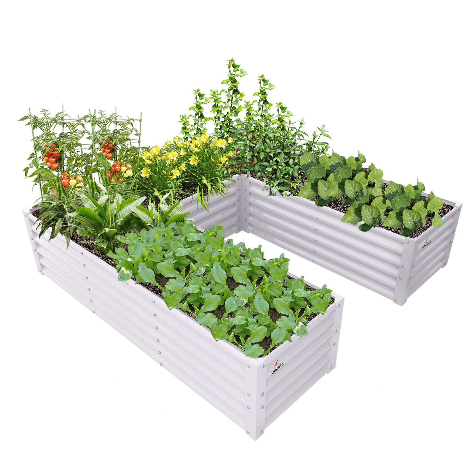 TRAMULL U-Shaped Galvanized Raised Garden Beds Outdoor,6x6x1.5ft Large ...