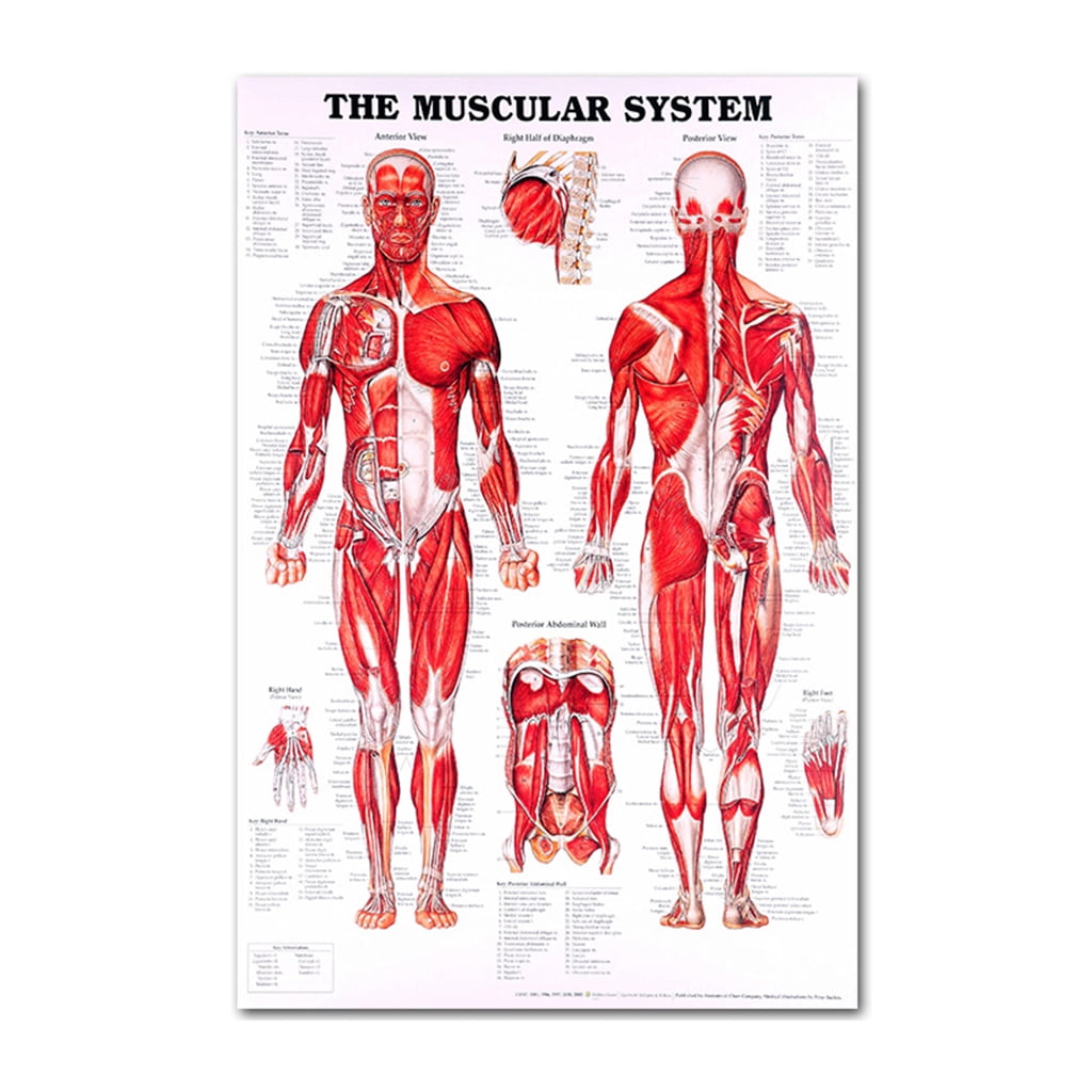TRINGKY Muscular & Skeletal System Anatomical Poster Set - Human ...