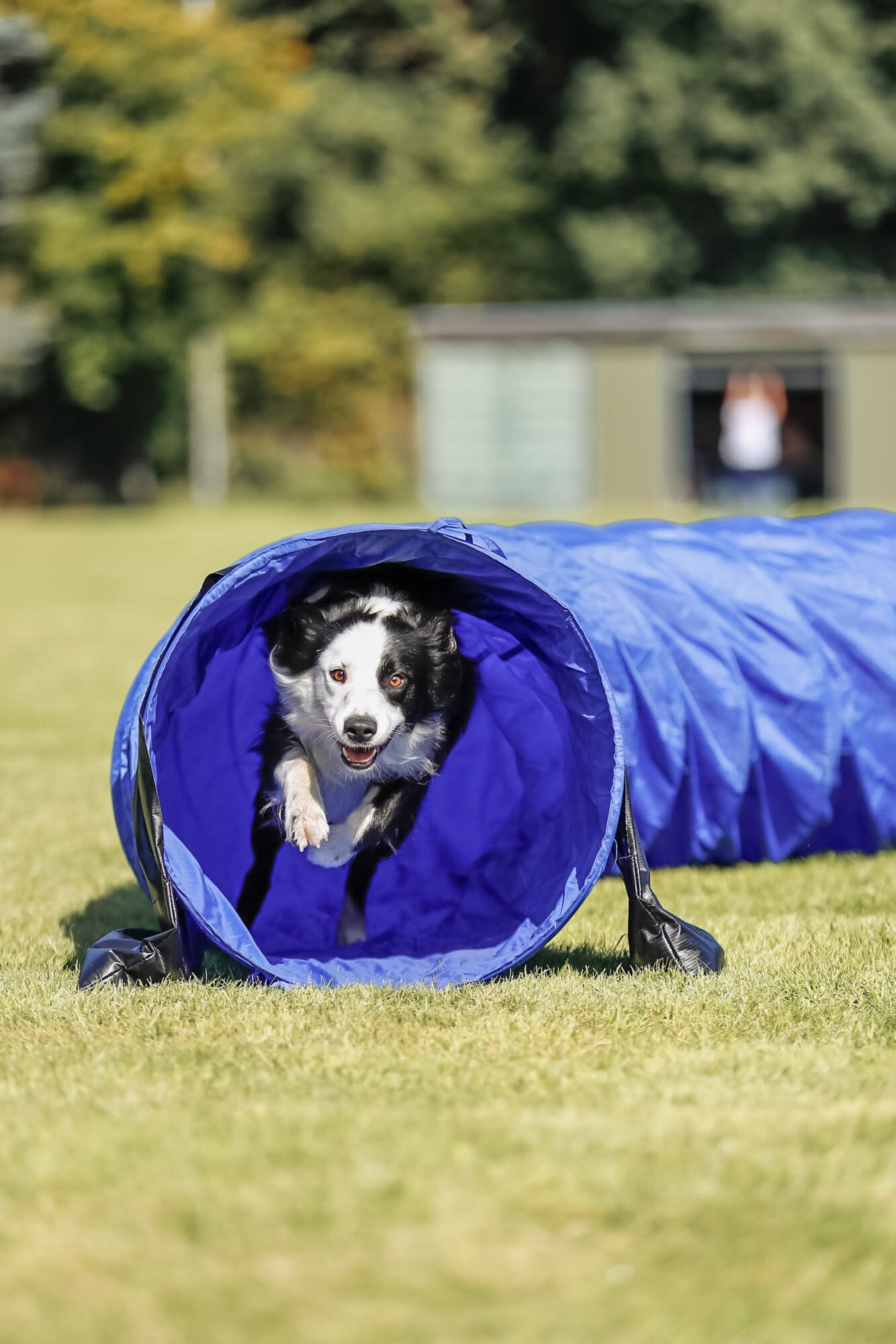 TRIXIE Dog Agility Tunnel 16.5', Portable Dog Training Tunnel ...