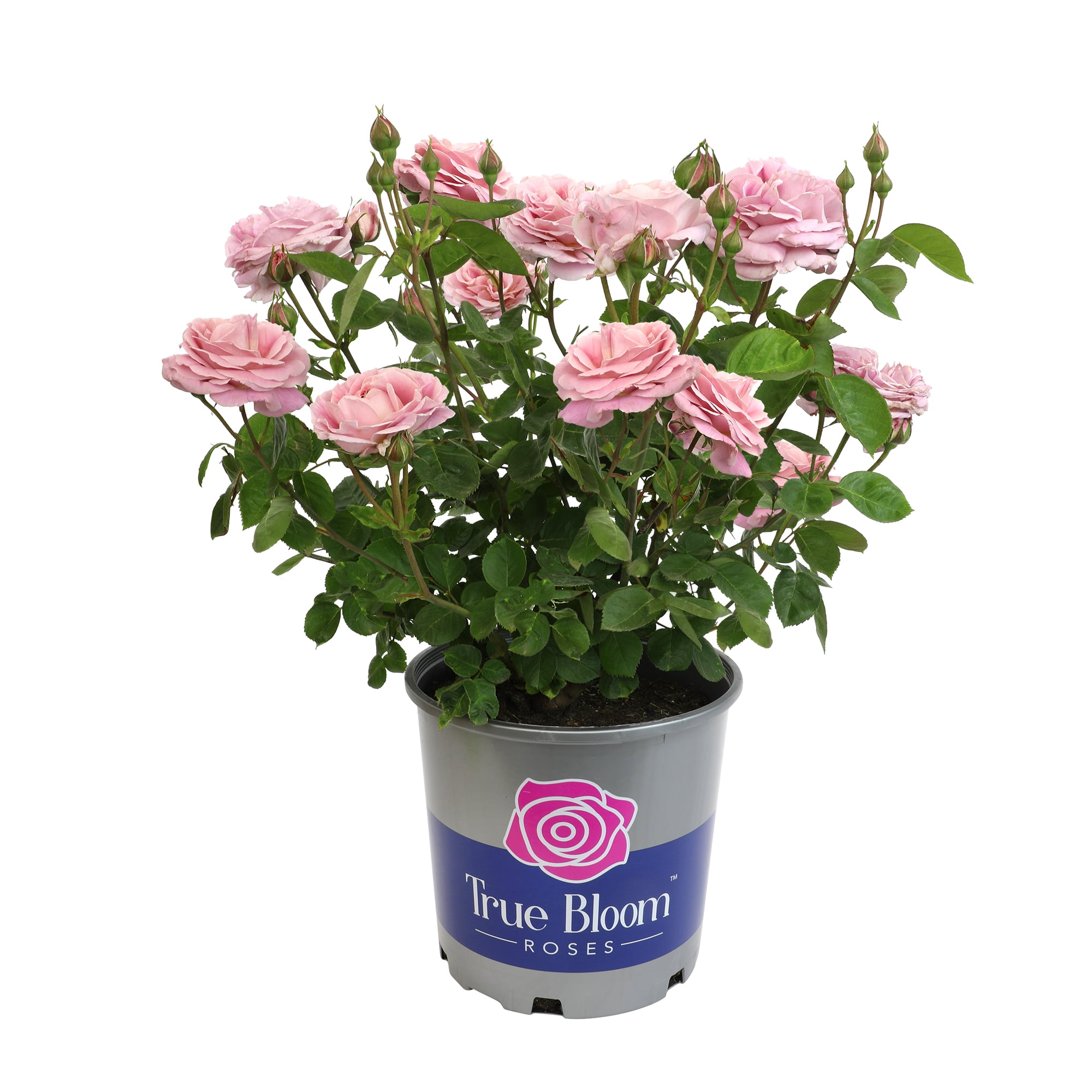 True Bloom Perfume Rose Bush 2 gal Potted Plant Live Shrub Full Sun ...