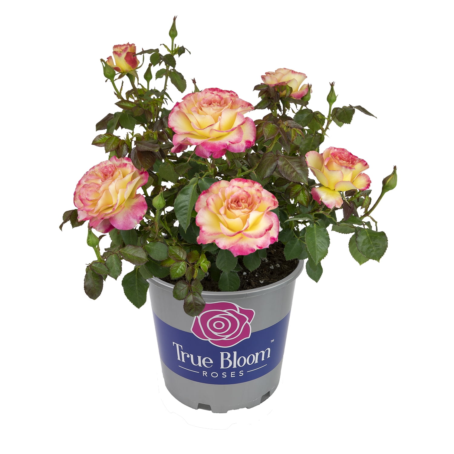 True Bloom Sincerity Rose Bush 2 gal Potted Plant Live Shrub Full Sun ...
