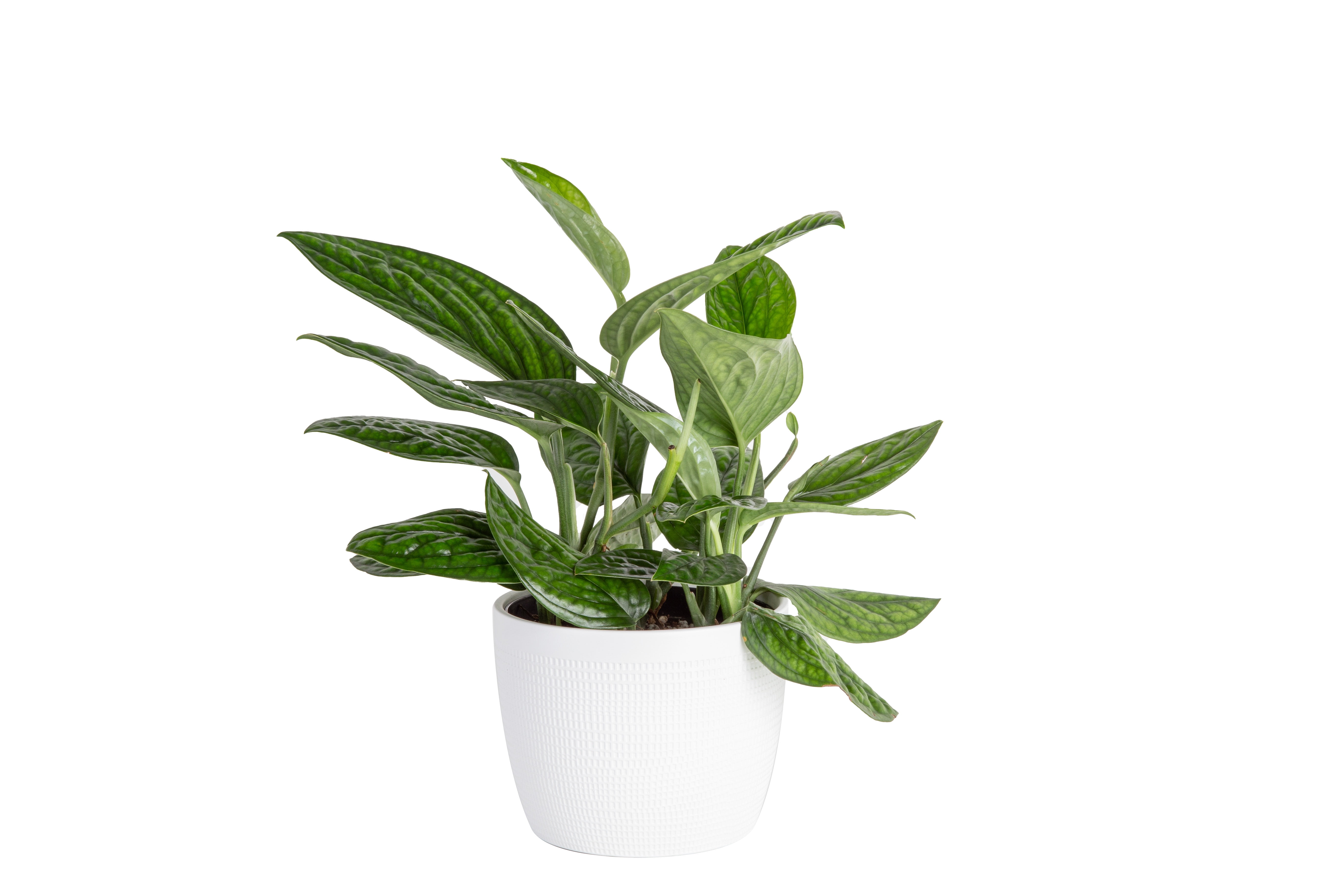TT 6IN MONSTERA GALAXY - Walmart.com