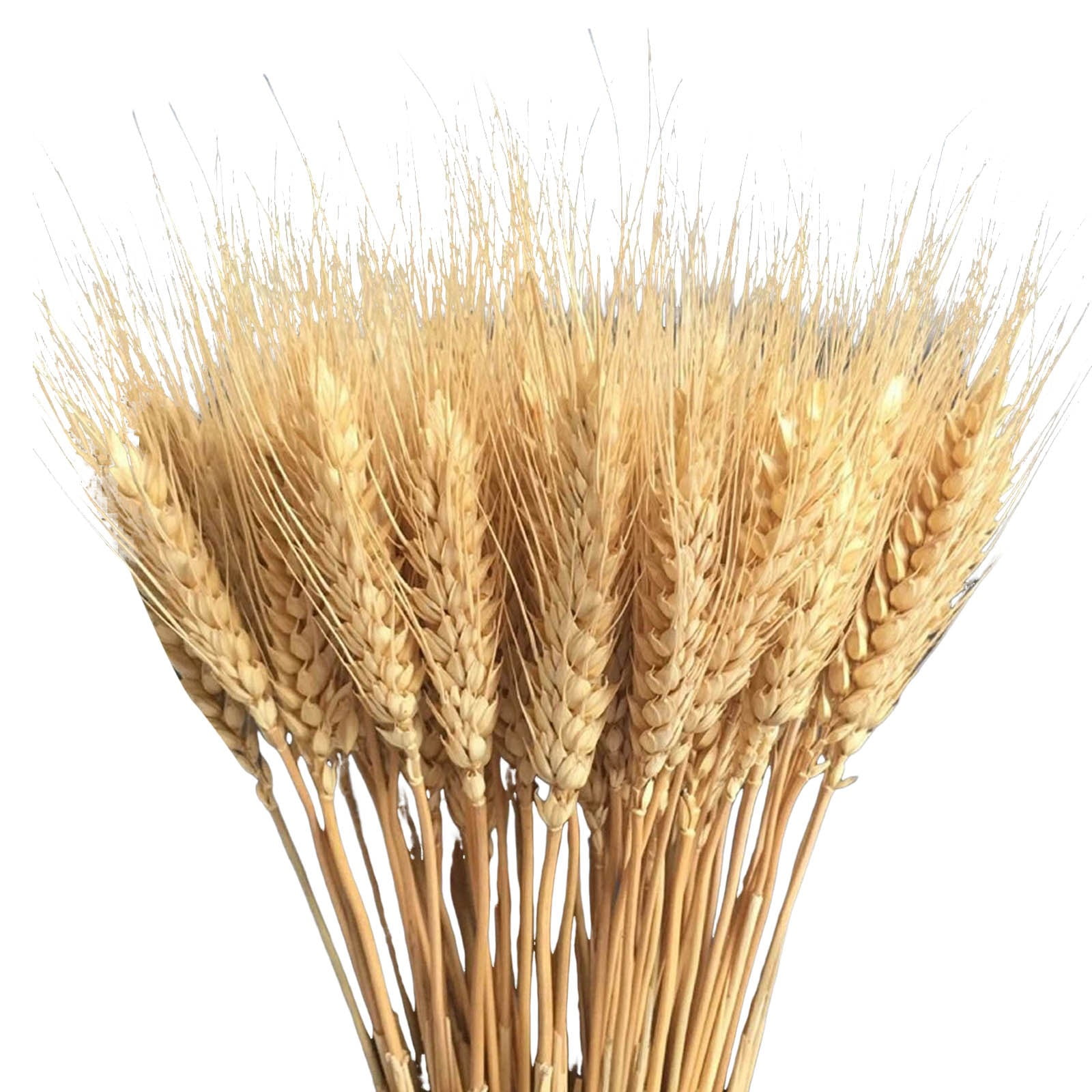TTUHYWXI 100 Pcs Dried Wheat Sheaves Bundle Golden Natural Wheat ...