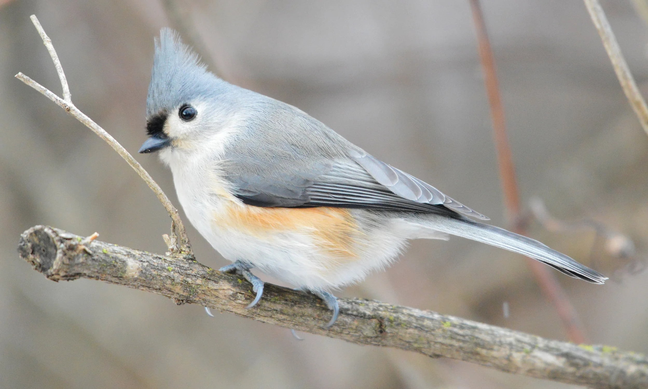 TUFTED TITMOUSE BIRD GLOSSY POSTER PICTURE PHOTO PRINT BANNER paridae ...