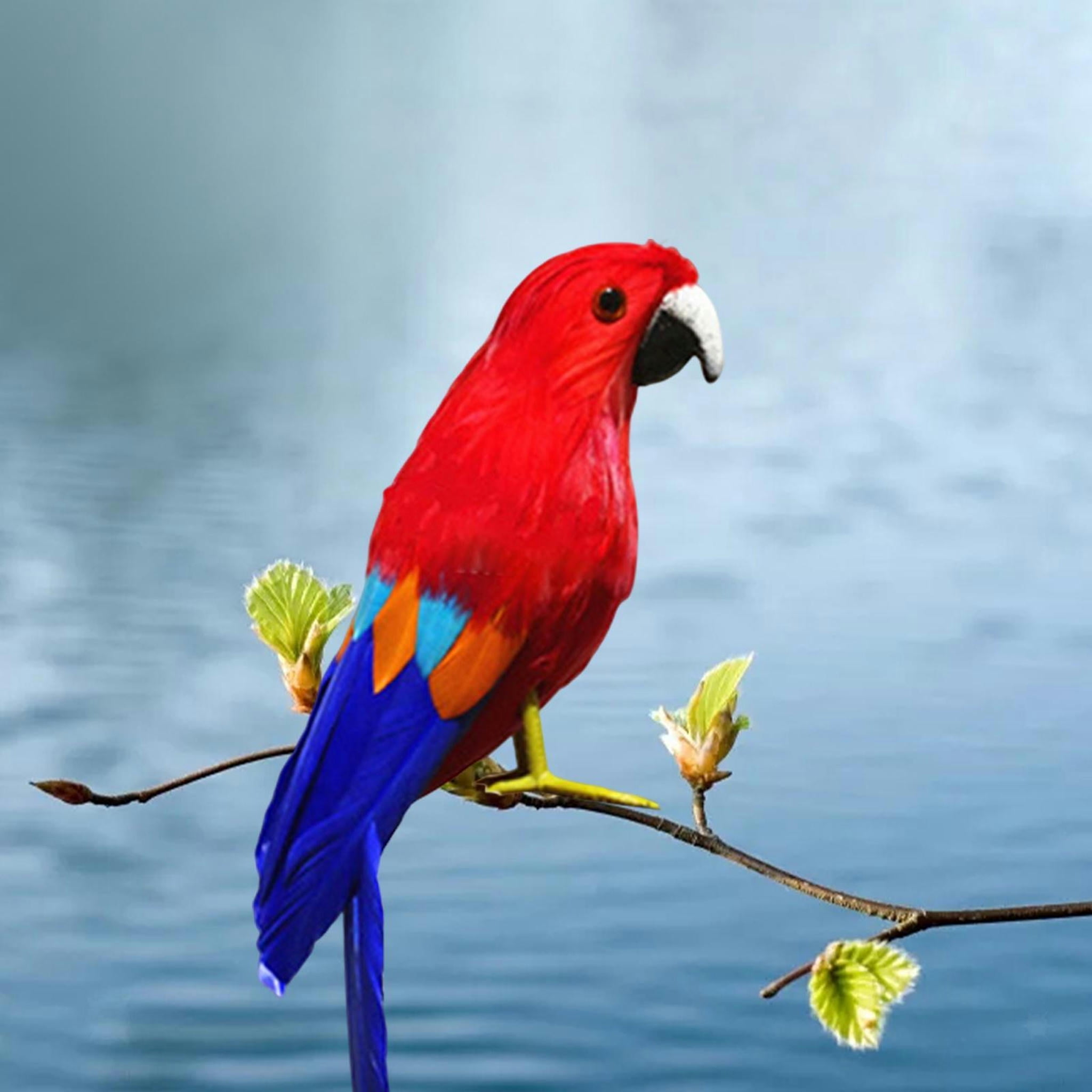 Colorful Parrot
