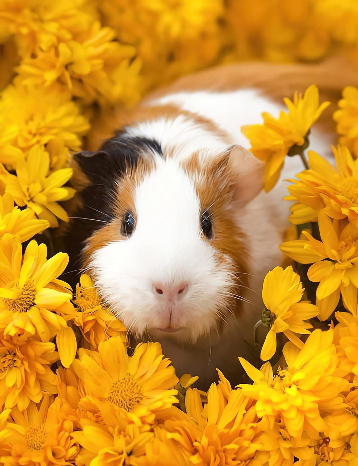 TUNIU Fun Puzzle，Jigsaw Puzzle Animals in The Garden，Cute Guinea Pig ...