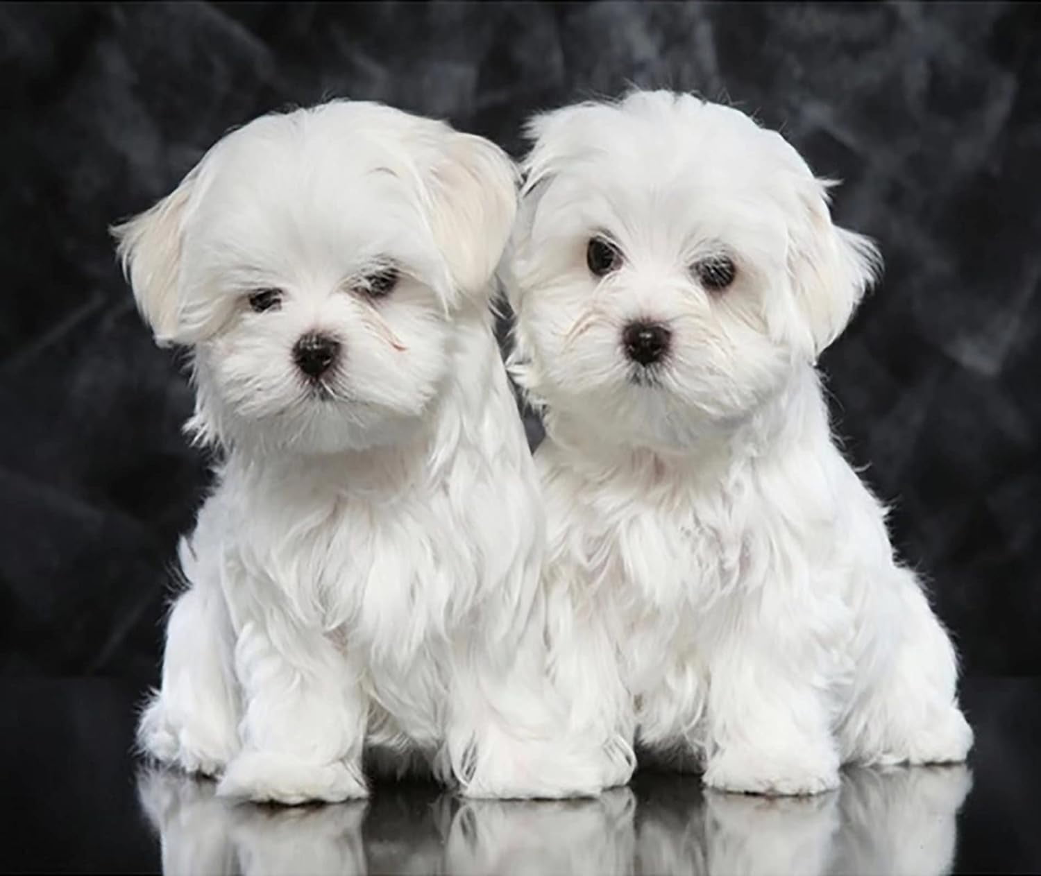 TUNIU Funny Puzzle，Jigsaw Puzzle Maltese Dog Puzzles for Adults，Wooden ...