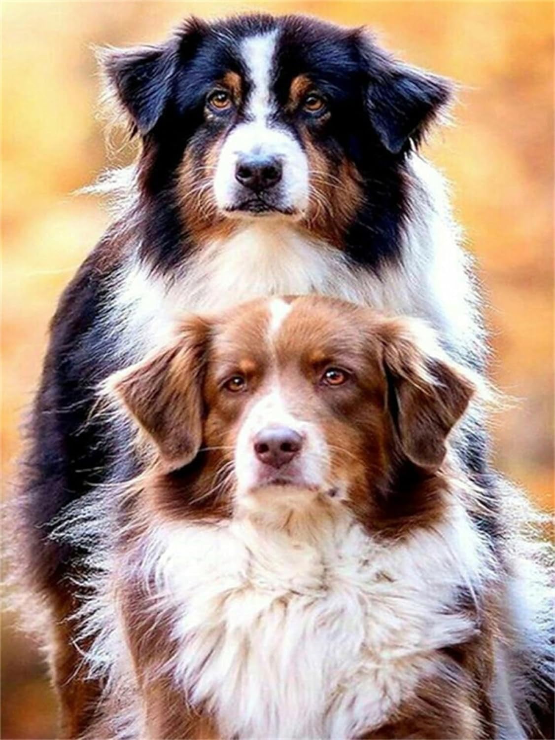 TUNIU Jigsaw Puzzle Australian Shepherd Dog Puzzles for Adults，Wooden ...
