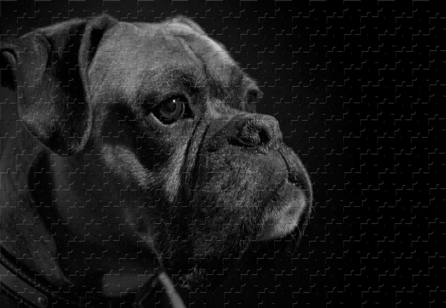 Jigsaw Puzzle Cute Boxer Dog Dog Portrait Wooden Puzzles ，Puzzle for ...