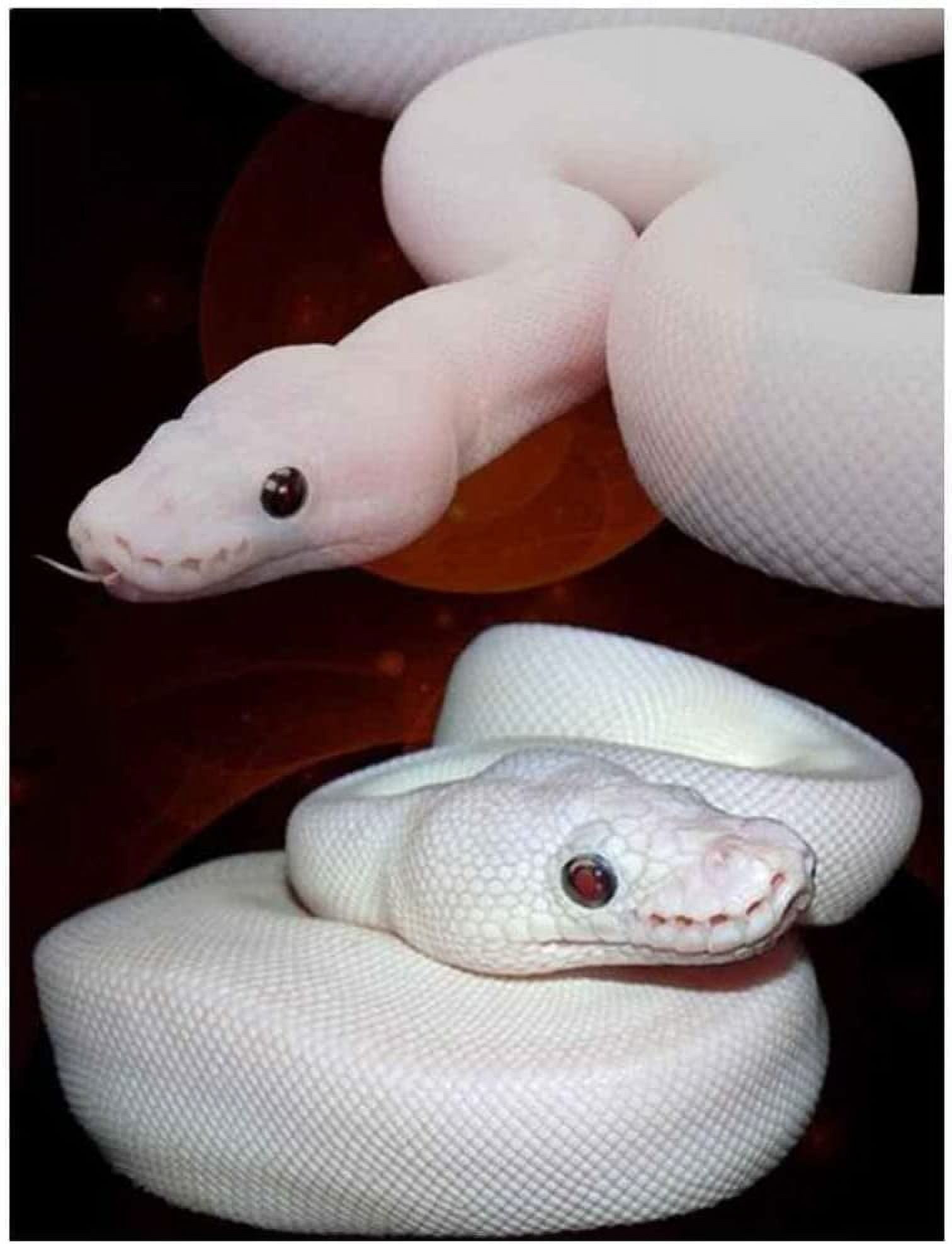 TUNIU Jigsaw Puzzles White Snake Animal Wooden Puzzle for Adults ...