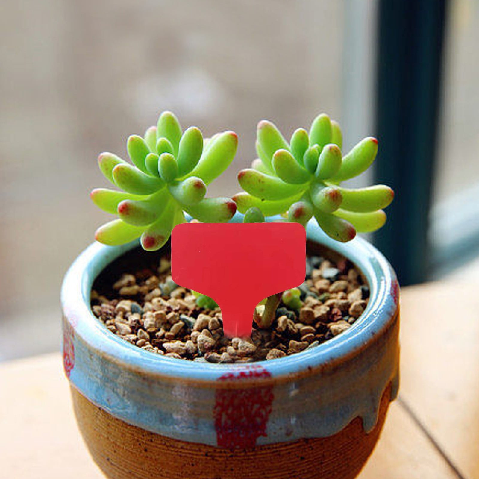 TWCTUWEN 2024 Gardening for 100PCS Gardening Label Succulent Flower ...