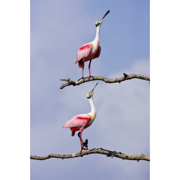 Roseate Spoonbill