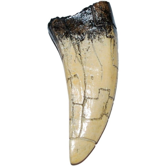 TYRANNOSAURUS Rex Dinosaur Tooth CAST #1 (Replica - Reproduction) T-Rex ...