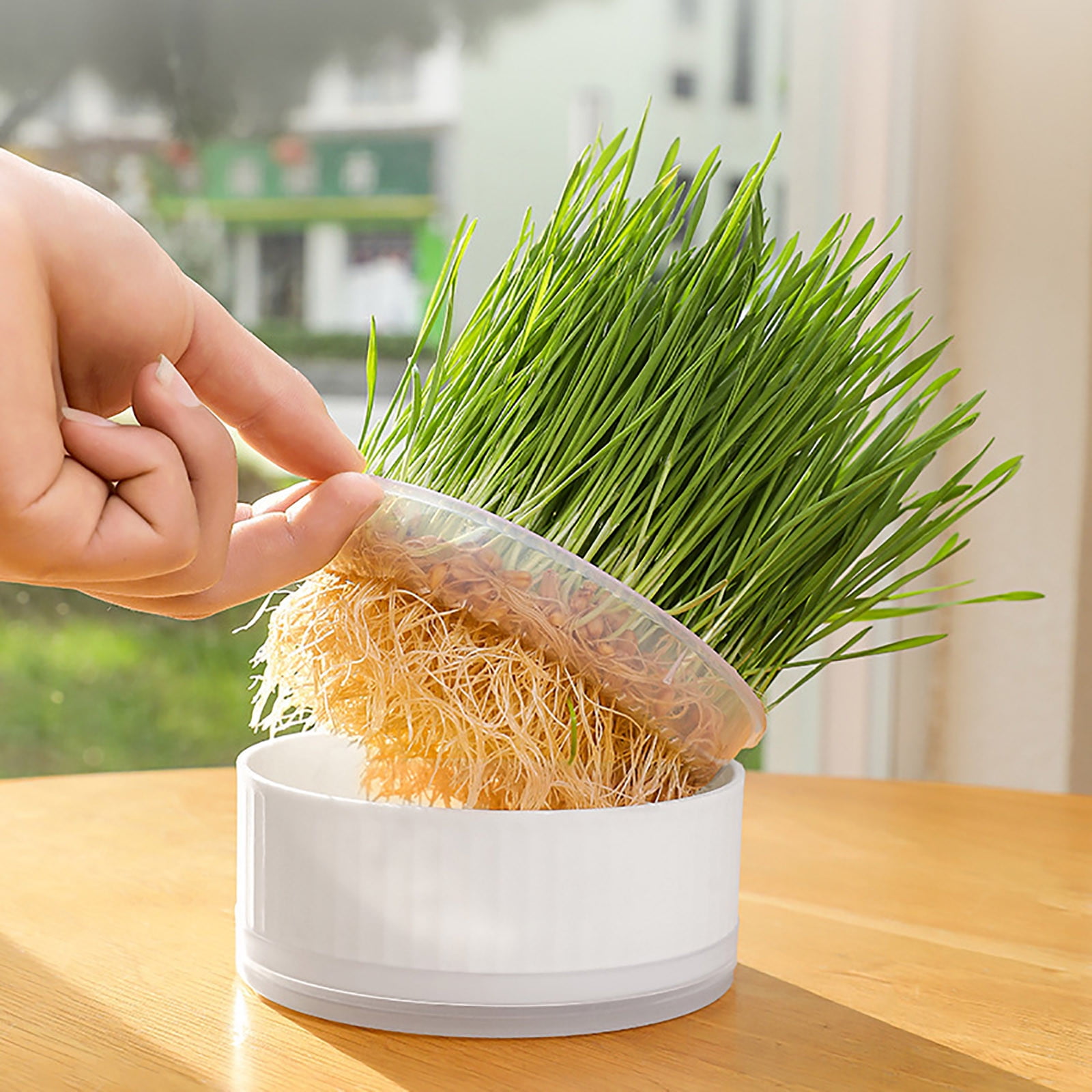 TaTaai 4Pcs Hydroponic Cats Grass Planter,at Grass Planter(No Seeds ...