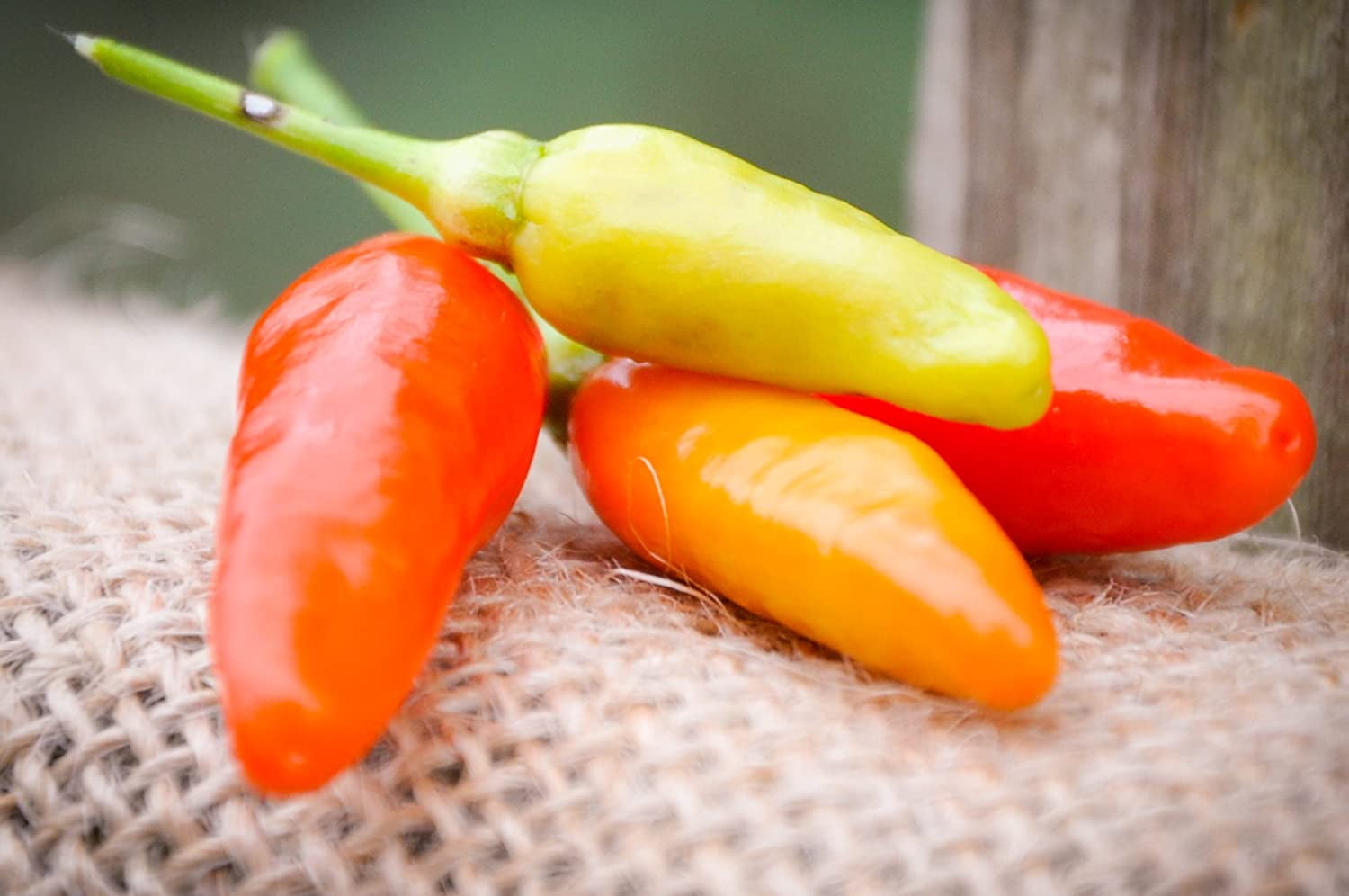 Tabasco Heirloom Hot Pepper Premium Chilli Seeds Packet - Walmart.com