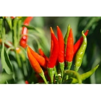 Purple Pepper Seeds to Plant - 100+ Seeds - Versatile Pepper for Eating ...