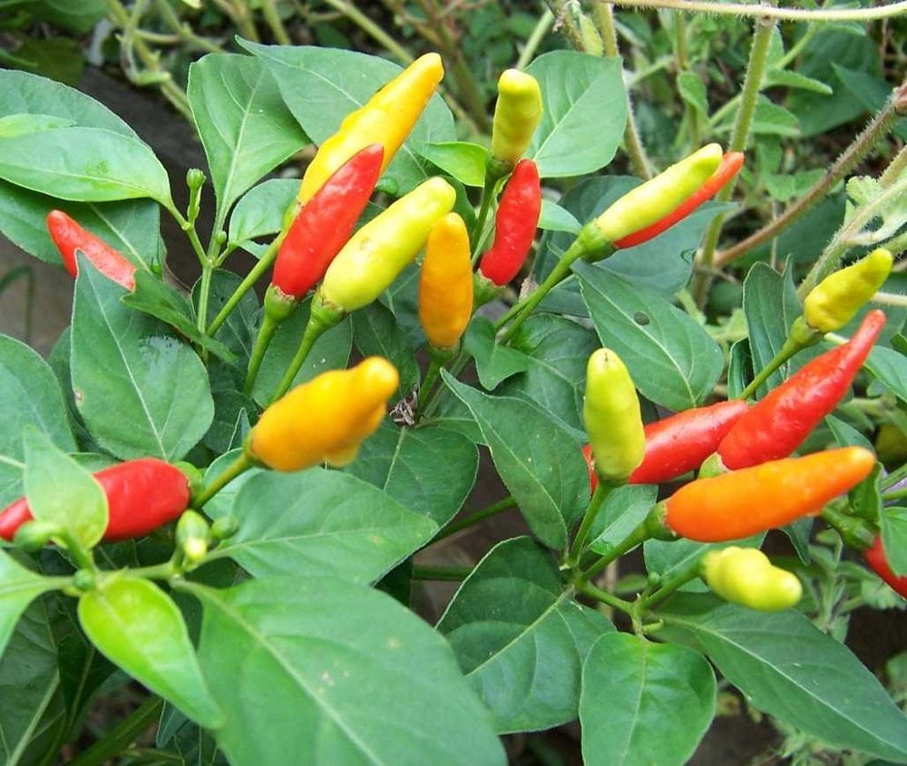 "Tabasco Pepper Plant - Fiery Hot, 2.5"" Pot - Grow Your Own Hot Sauce ...