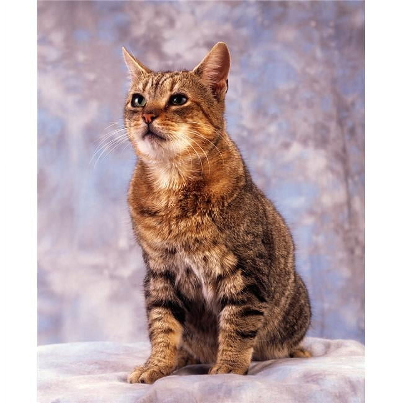 Tabby Cat; Portrait Of A Cat Poster Print - Walmart.com