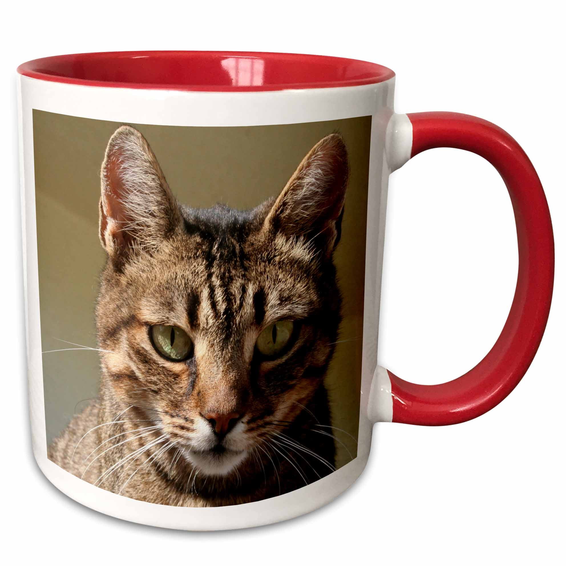 Tabby Cat Portrait - animal, moggie, tabbies, tabby cat, cat, cats ...