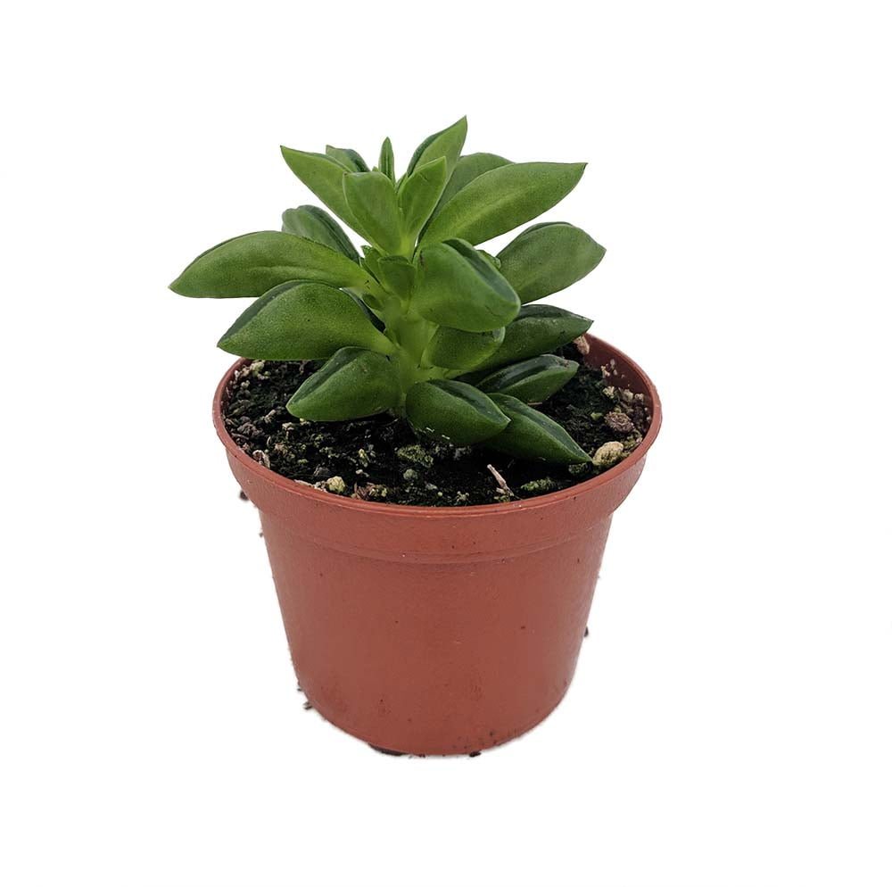 Taco Leaf Peperomia - Peperomia axilaris - Easy Succulent Houseplant ...