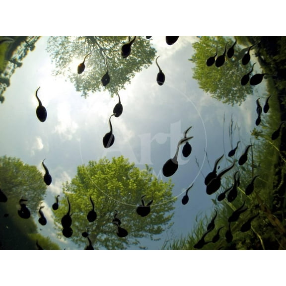 Willem Panneels 13x24 Gold Ornate Framed and Double Matted Museum Art ...