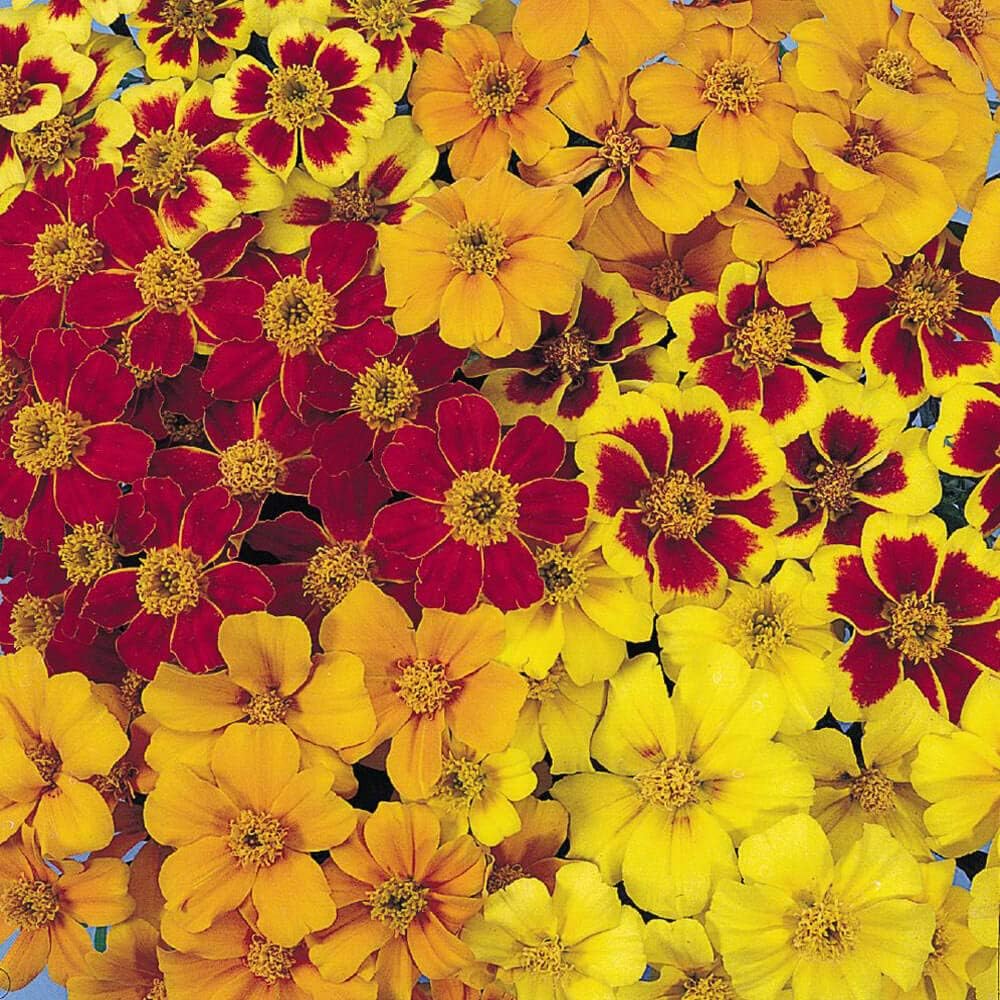 Tagetes Patula Disco French Marigold Garden Flower Seed Mix - 400 Seeds ...