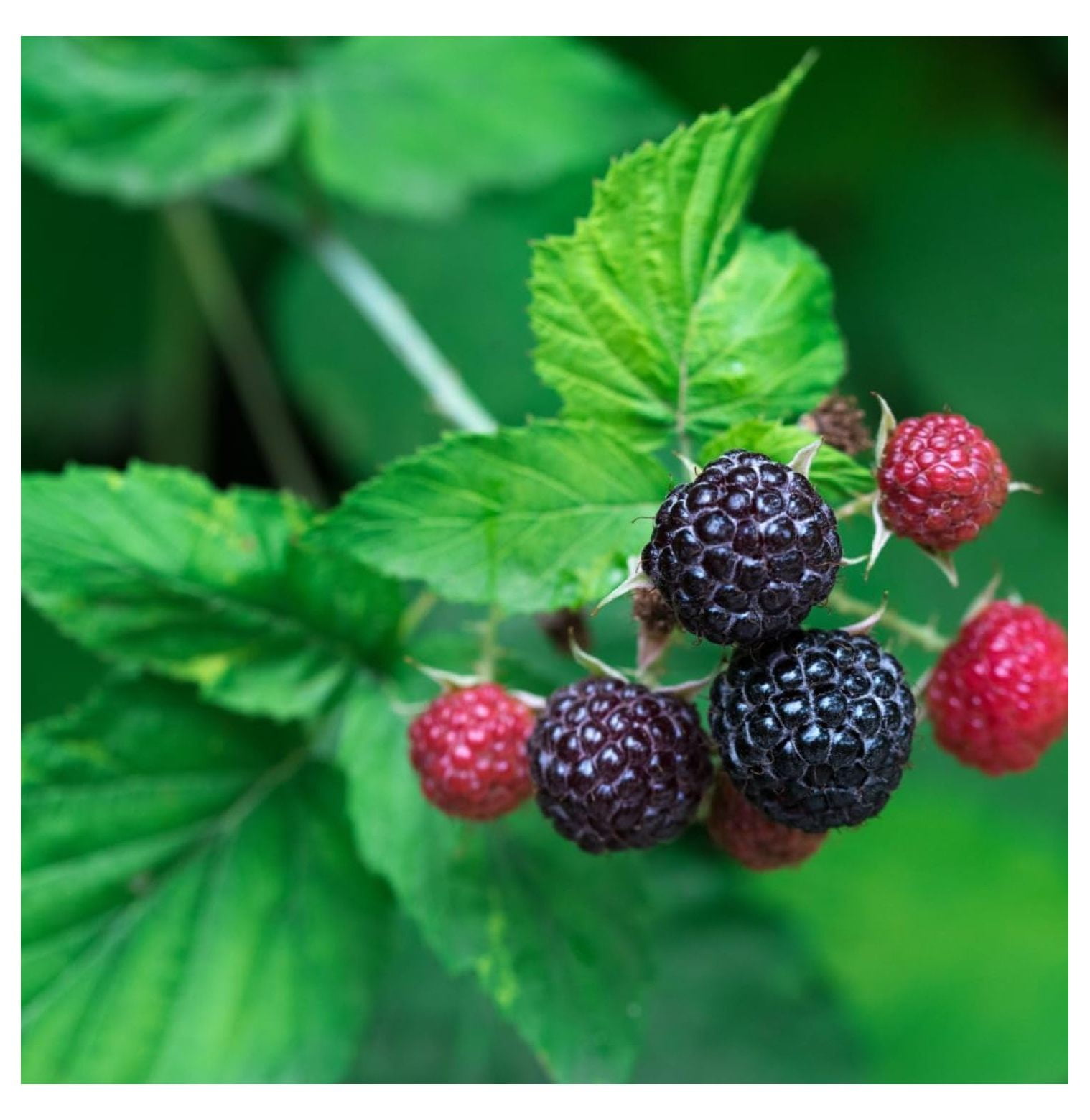 'Tahi' Black Raspberry Plant - Thornless Black Raspberry Plants - Live ...