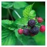 'Tahi' Black Raspberry Plant - Thornless Black Raspberry Plants - Live ...