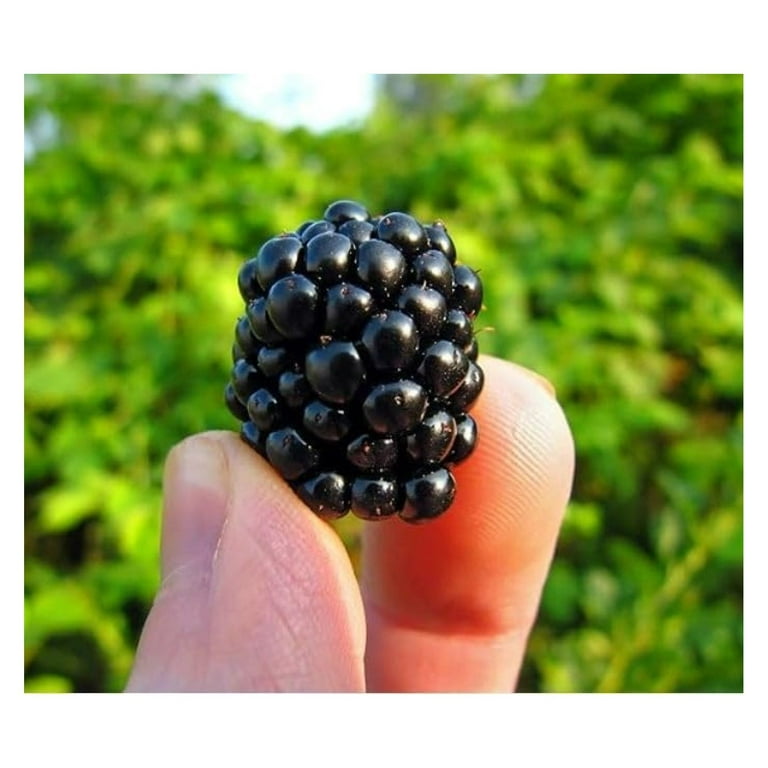 Black Raspberry Plant