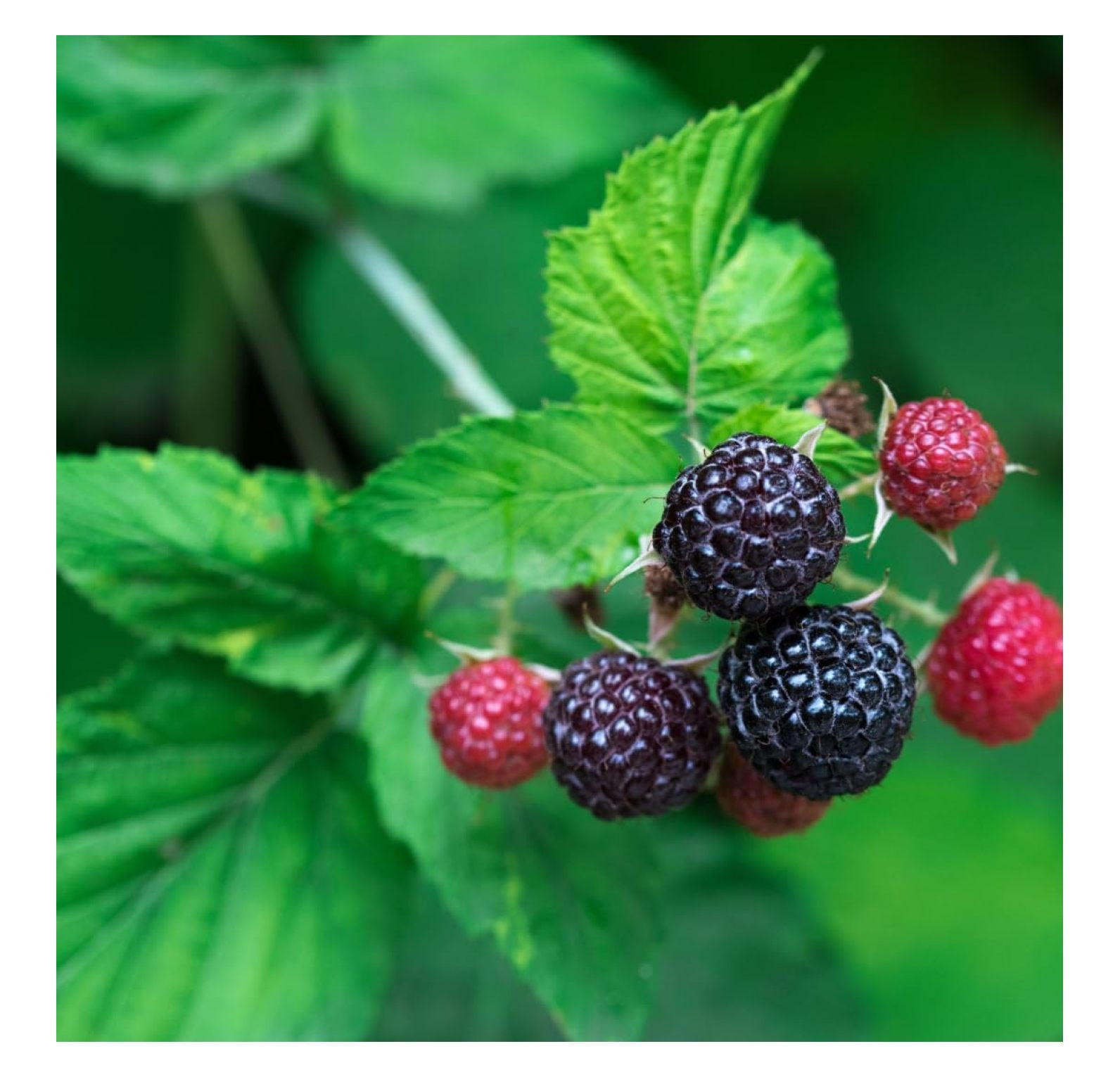 'Tahi' Black Raspberry Plant - Thornless Black Raspberry Plants - Live ...