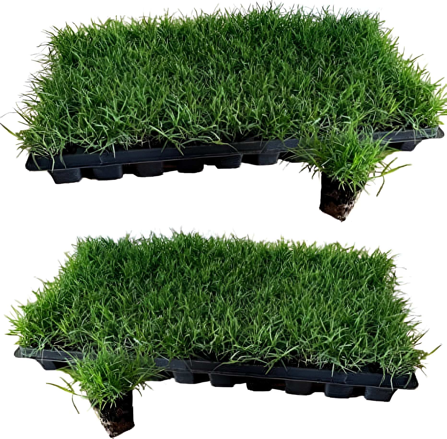 "Ezplug Tahoma 31 Bermuda Grass Plugs, 100 Large Plugs, Low Maintenance ...