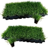 "Ezplug Tahoma 31 Bermuda Grass Plugs, 100 Large Plugs, Low Maintenance ...