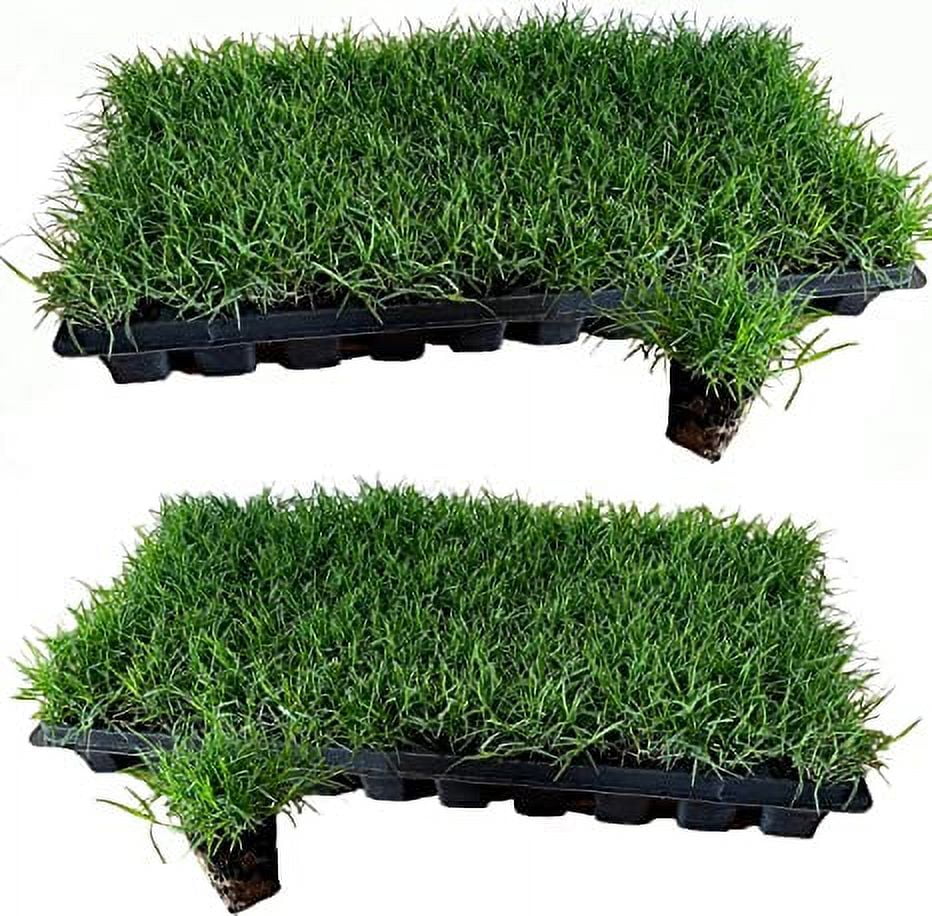 Tahoma 31 Bermuda Grass Plugs 100 Large Plugs