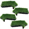Tahoma 31 Bermuda Grass Plugs 200 Large Plugs For Lawn Low Maintenance And Individually Grown