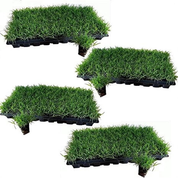 Tahoma 31 Bermuda Grass Plugs - 200 Large Plugs for Lawn, Low ...