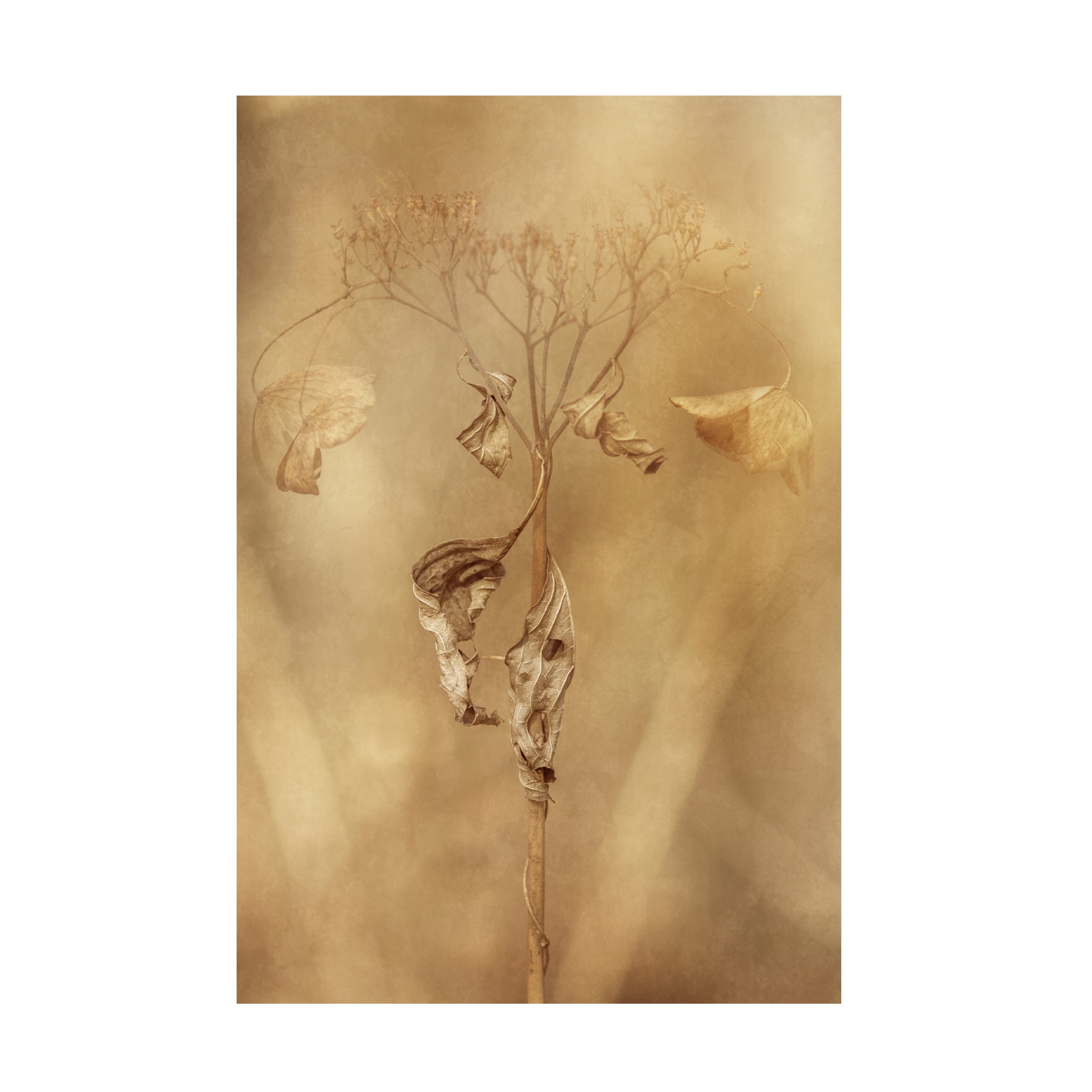 Takashi Suzuki 'Whitered Hydrangea 11' Canvas Art - Walmart.com