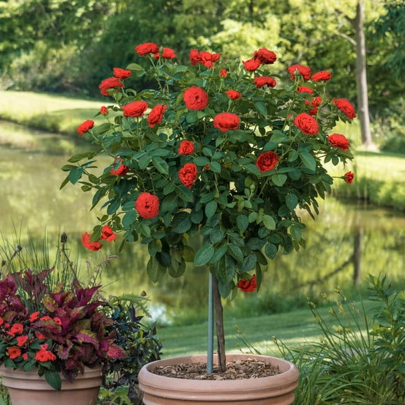 Take It Easy Bush Roses, Shrub Tree Rose Dormant Bare Root Plant (1 ...