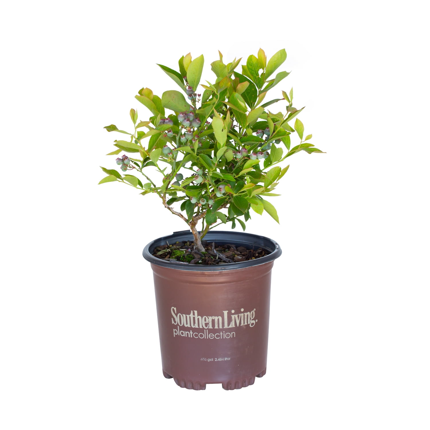 Southern Living Takes The Cake Blueberry Bush Live Shrub in 2.5-Quart ...