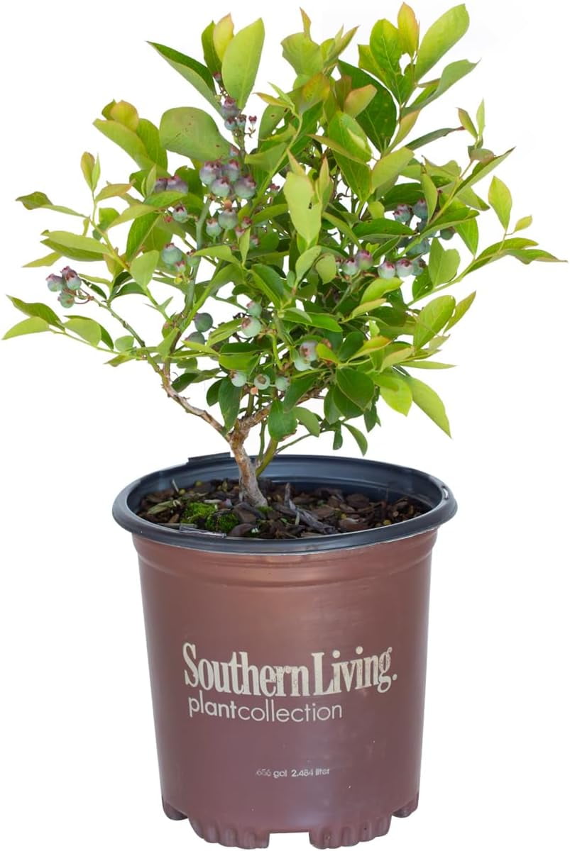 Takes The Cake Blueberry Bush (2 Gallon) Fruit-Bearing Deciduous Shrub ...