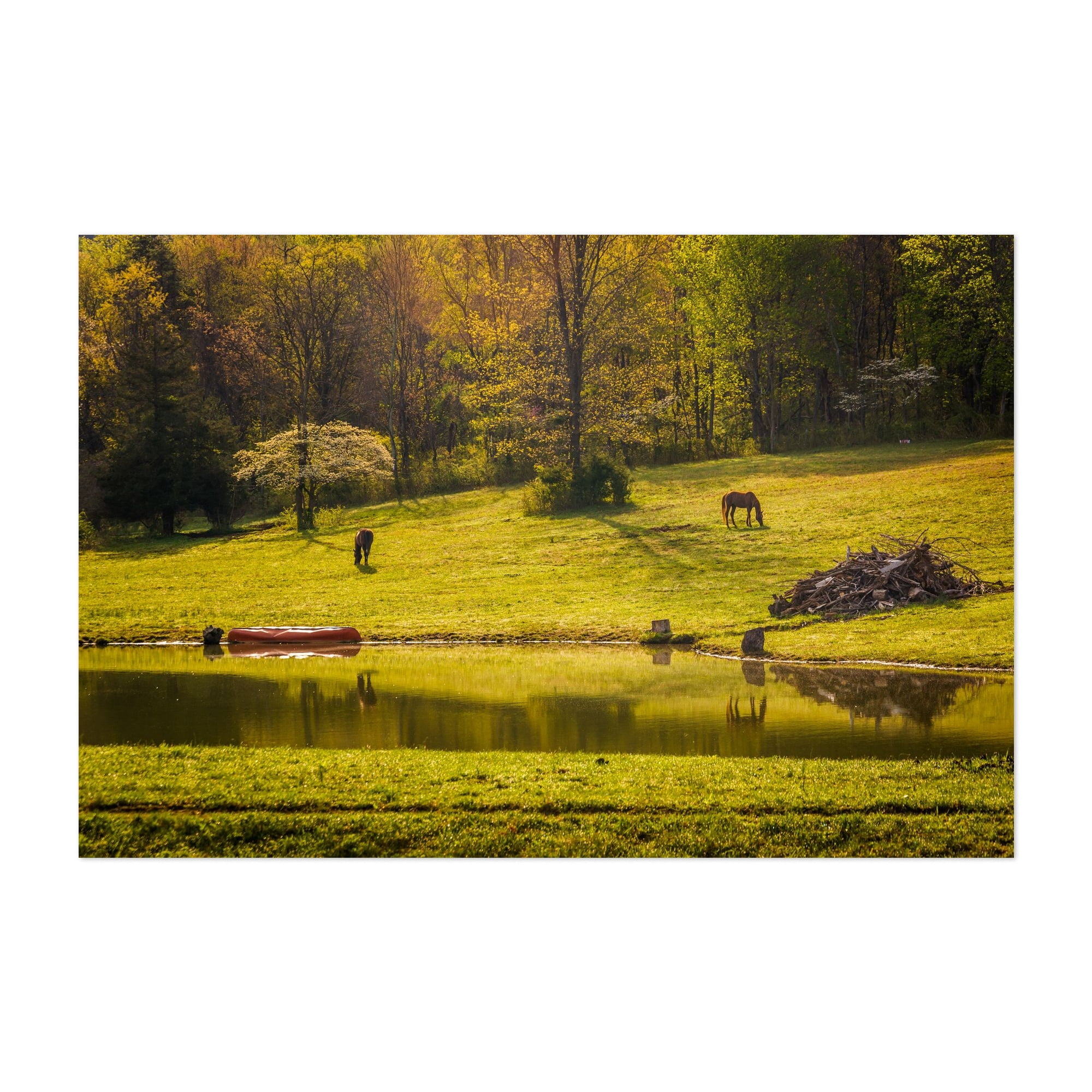 Taking a Drink - Virginia Photography Landscape Horse Rural Farmhouse ...