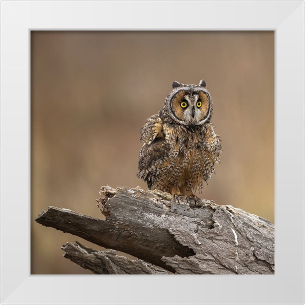 Taksing 15x15 White Modern Wood Framed Museum Art Print Titled - N/A ...