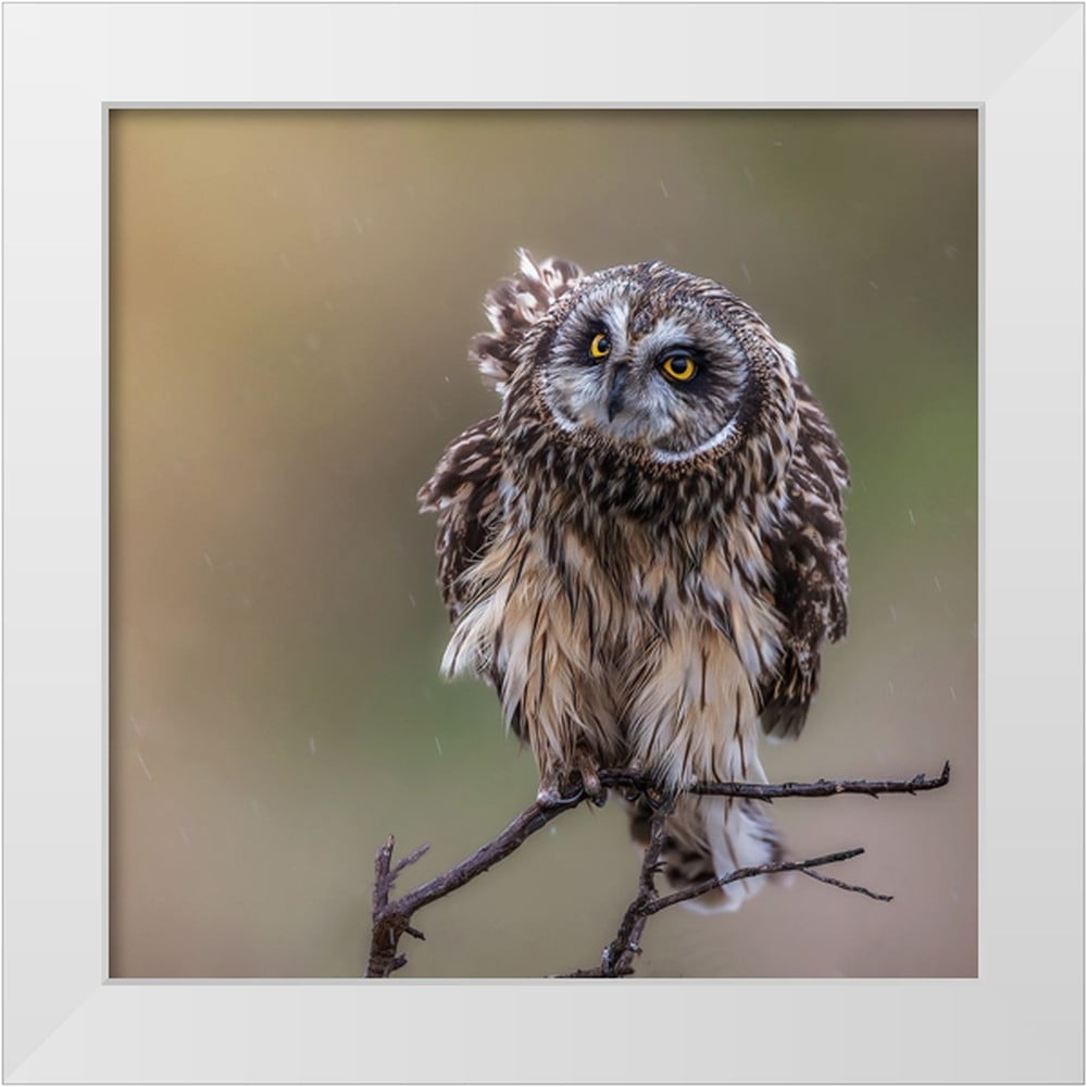 Taksing 20x20 White Modern Wood Framed Museum Art Print Titled - N/A ...