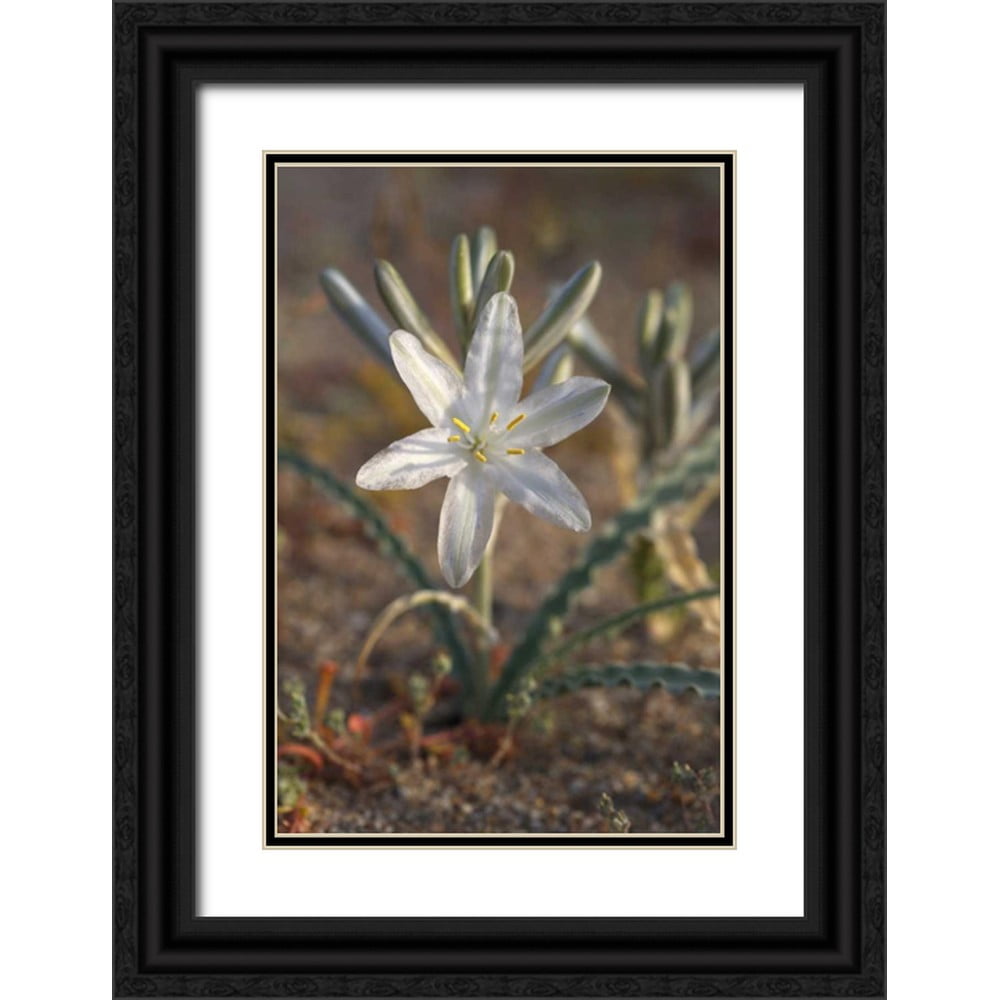 Talbot Frank, Christopher 11x14 Black Ornate Wood Framed with Double ...